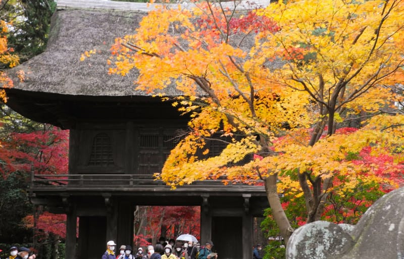 新座平林寺の紅葉 東京しんちゃんさんのフォト 趣味人倶楽部しゅみーとくらぶ