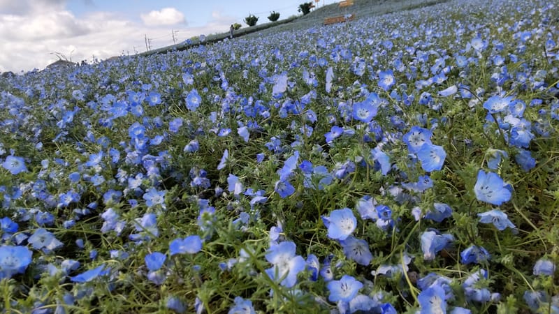 鼻高展望花の丘公園のネモヒラ たけマンさんのフォト 趣味人倶楽部しゅみーとくらぶ