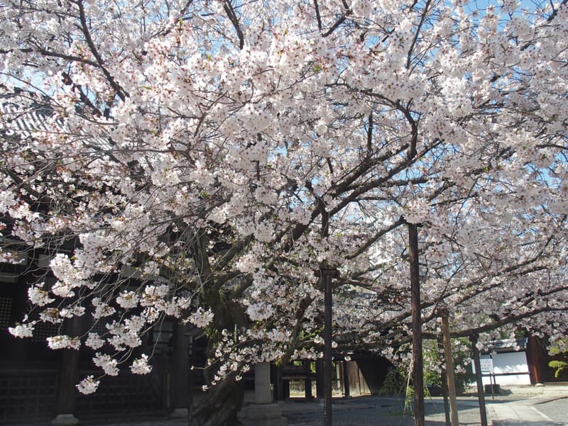 本法寺の桜 gottuanさんの日記 趣味人倶楽部しゅみーとくらぶ