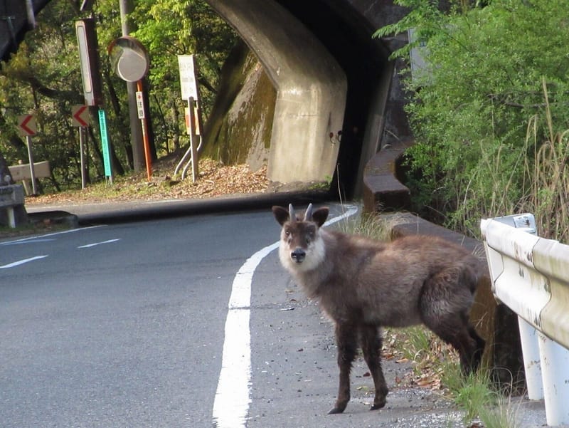 カメラ目線頂きました 沙羅さんのフォト 趣味人倶楽部しゅみーとくらぶ