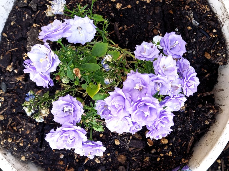 我が家の花壇 カンパニュラ Campanula たつちあんさんのフォト 趣味人倶楽部しゅみーとくらぶ