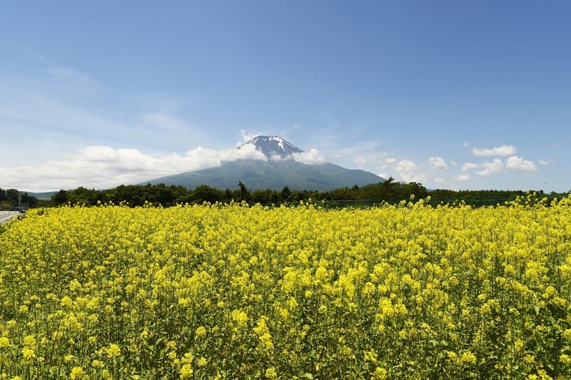 キカラシと富士山 503cxさんのフォト 趣味人倶楽部しゅみーとくらぶ