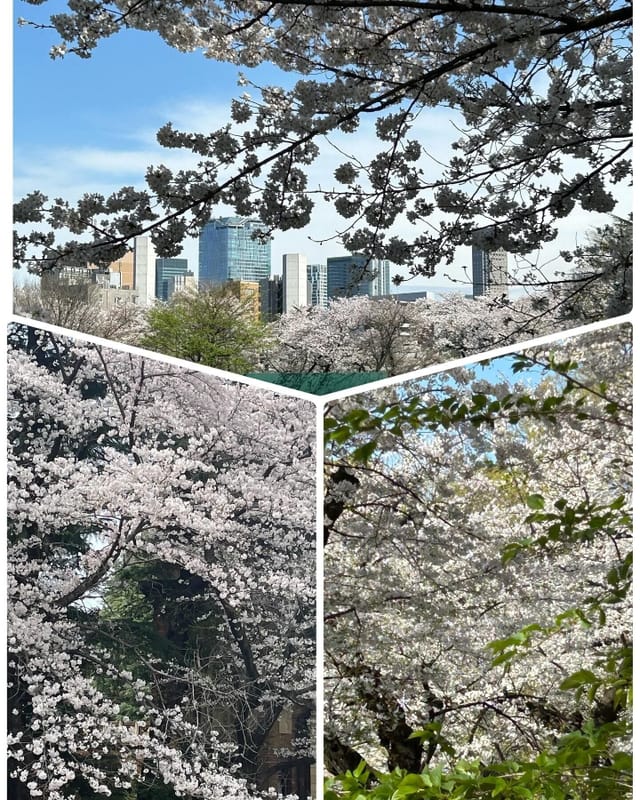 4月7日青い空の駒場と東大キャンパスのお見事な桜 みやびさんの日記 趣味人倶楽部しゅみーとくらぶ