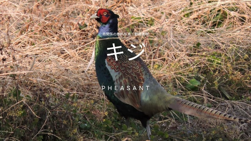 キジ無料画像 鳥見カヤックさんの日記 | 趣味人倶楽部（しゅみーとくらぶ）